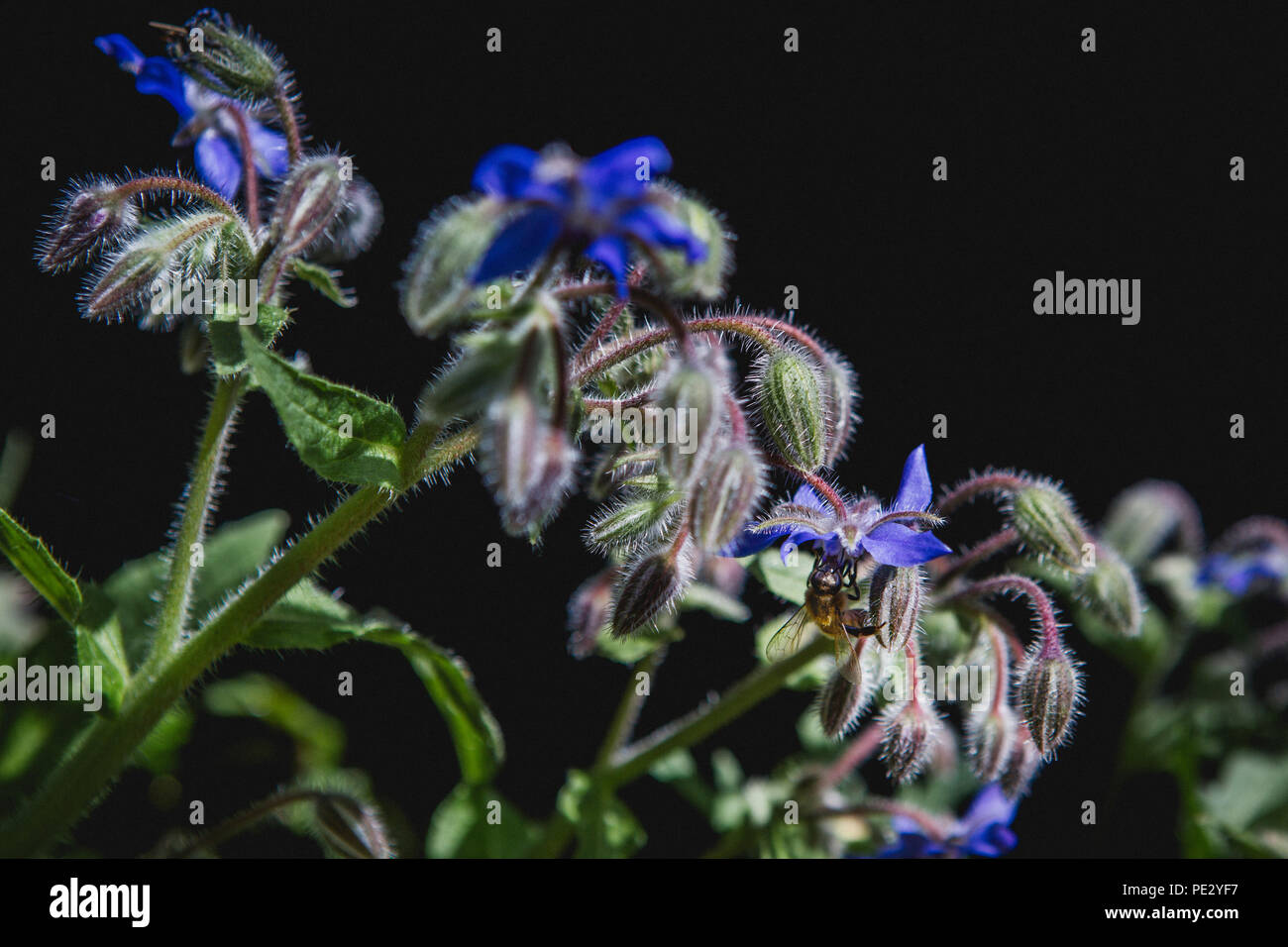 A bee collecting pollen from Borage flowers (starflower). Borage is a ...