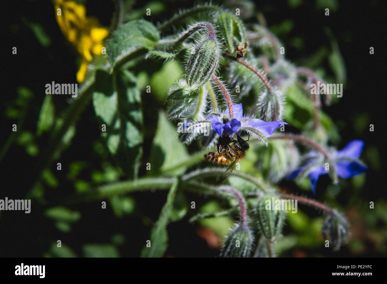 A bee collecting pollen from Borage flowers (starflower). Borage is a ...