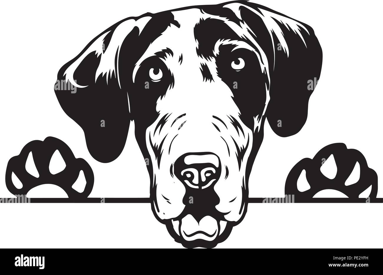 Great Dane Breed Pet Puppy Isolated Head Face Stock Vector Image & Art ...