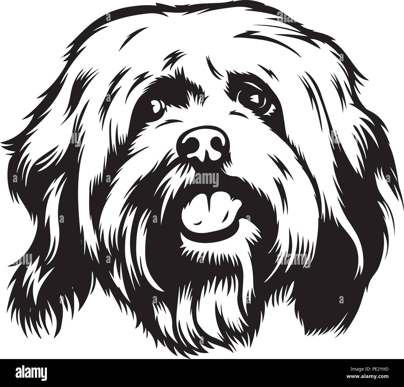 Havanese Dog Breed Pet Puppy Isolated Head Face Stock Vector Image ...