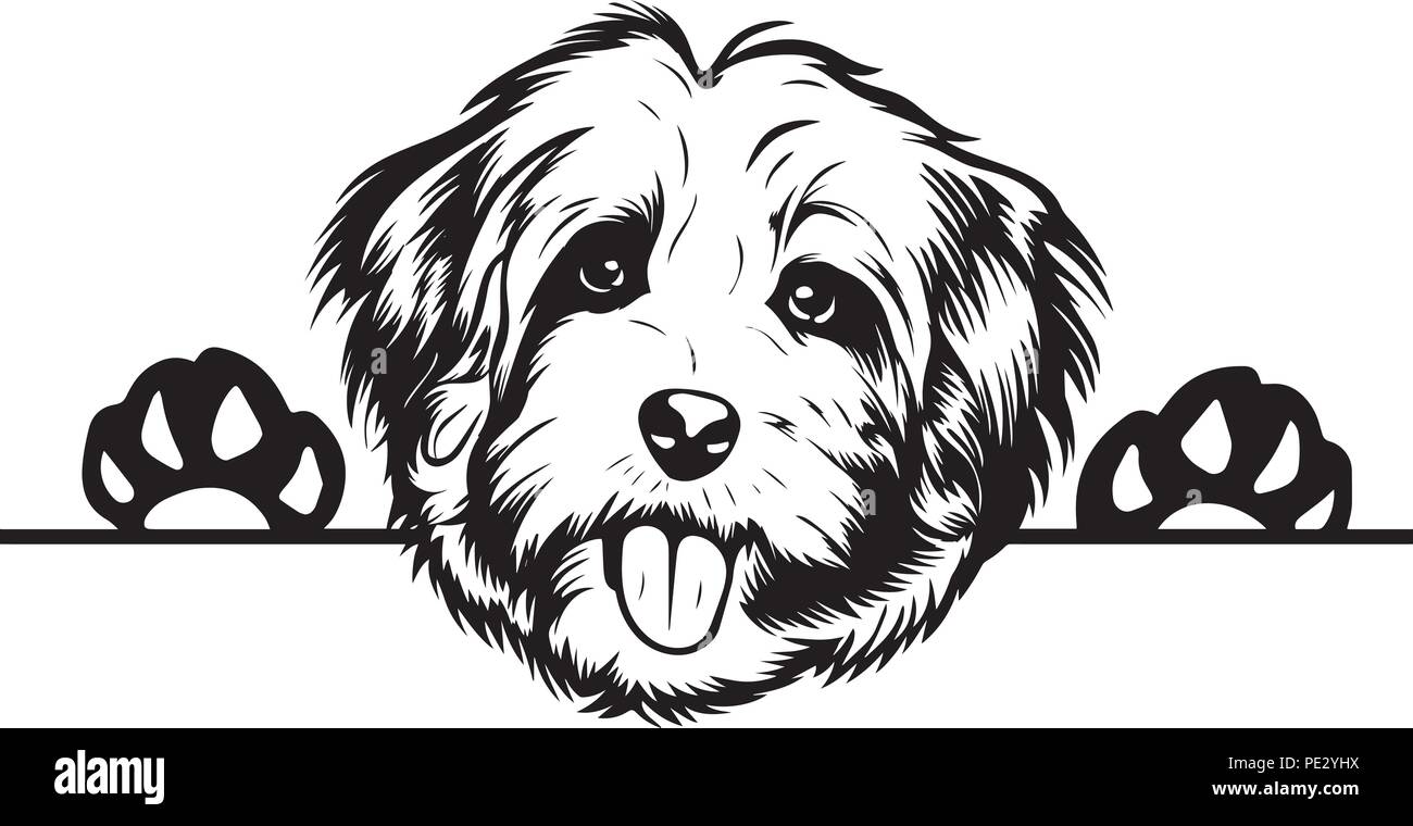 Havanese Dog Breed Pet Puppy Isolated Head Face Stock Vector Image ...