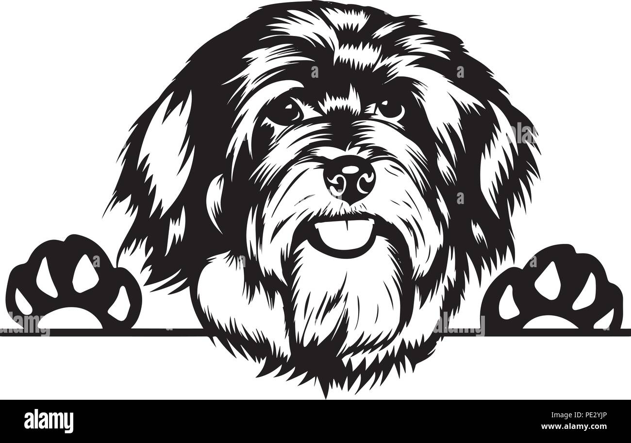Havanese Dog Breed Pet Puppy Isolated Head Face Stock Vector Image ...