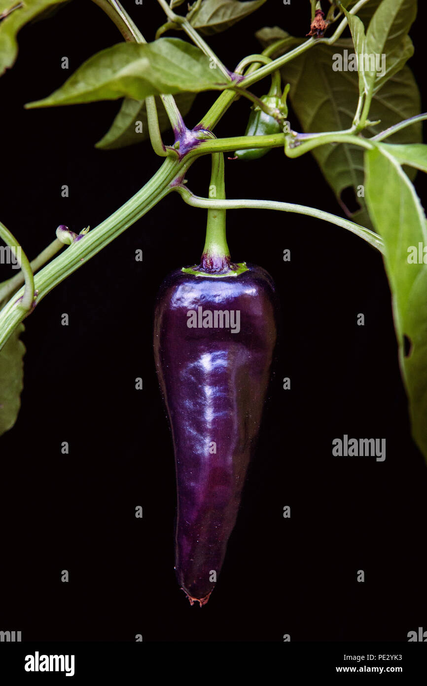 Deep purple colour hi-res stock photography and images - Alamy