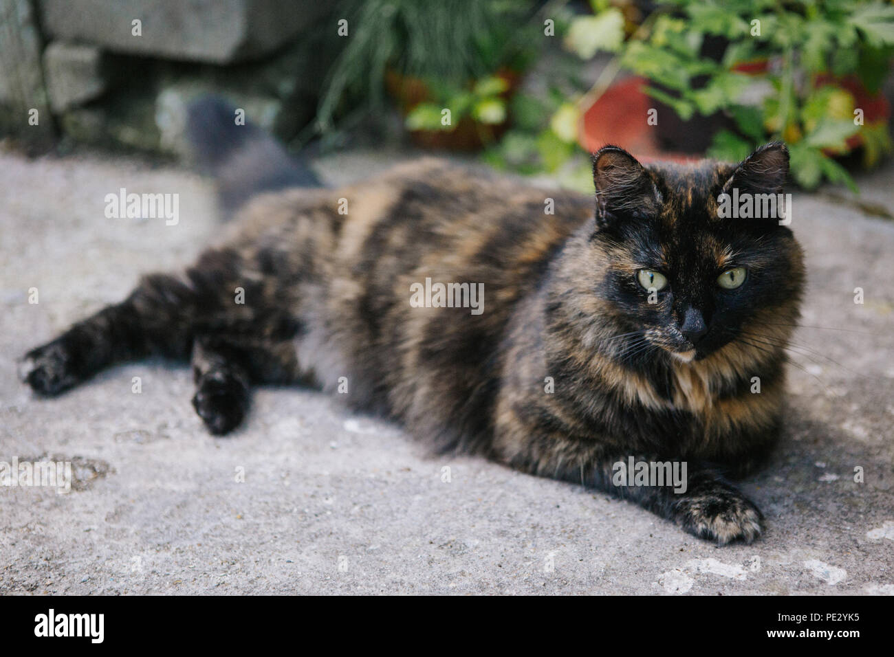 Mottled cat hi-res stock photography and images - Alamy