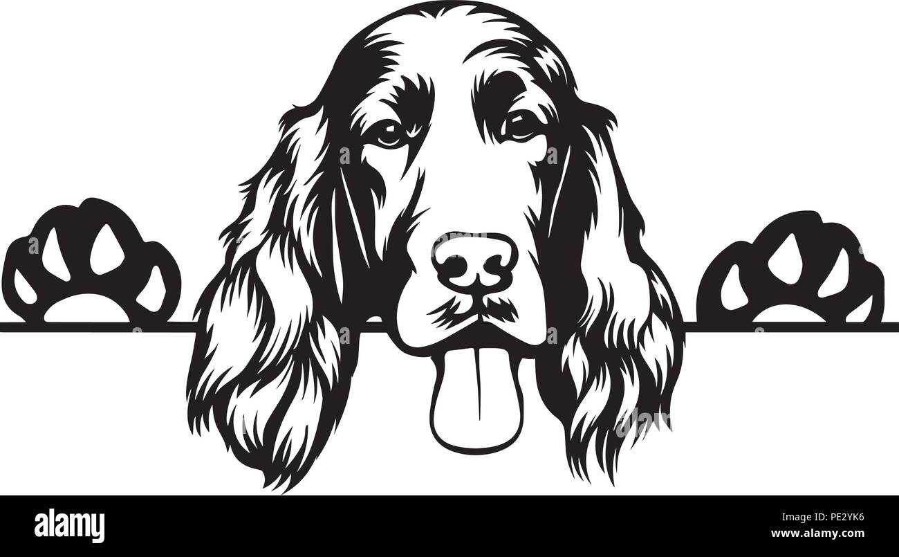 Irish setter face Stock Vector Images - Alamy