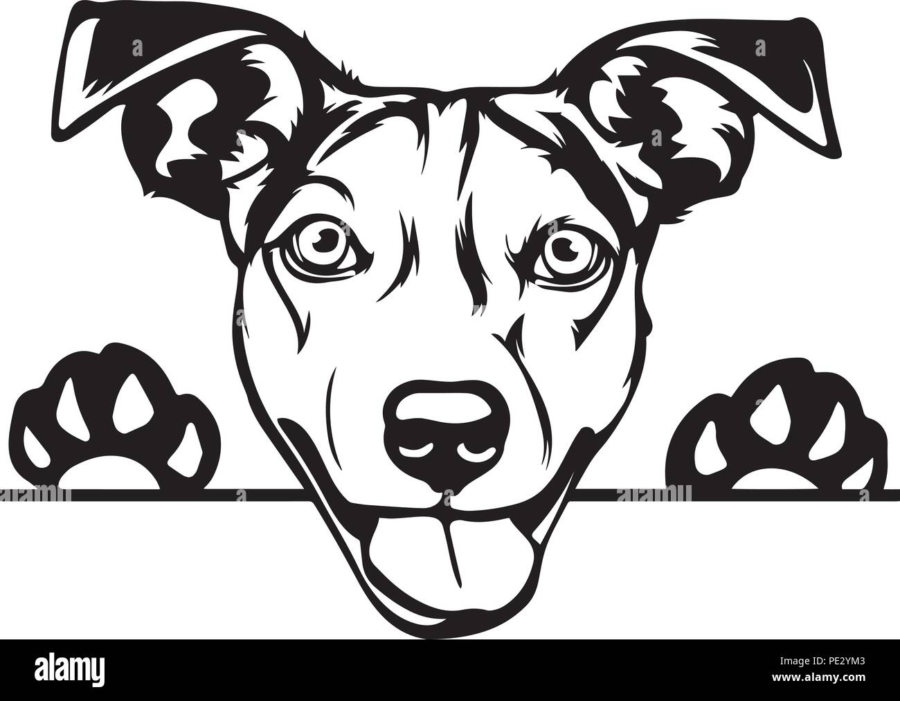 Jack Russell Terrier Dog Breed Pet Puppy Isolated Head Face Stock ...