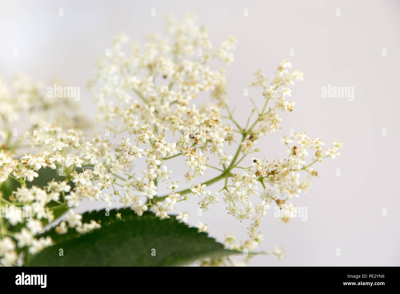 Elderflowers hi-res stock photography and images - Alamy