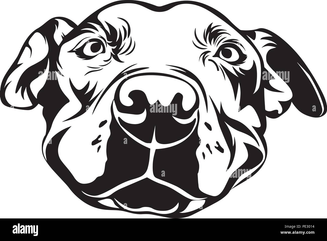 Pit Bull Pitbull Dog Dog Breed Pet Puppy Isolated Head Face Stock ...