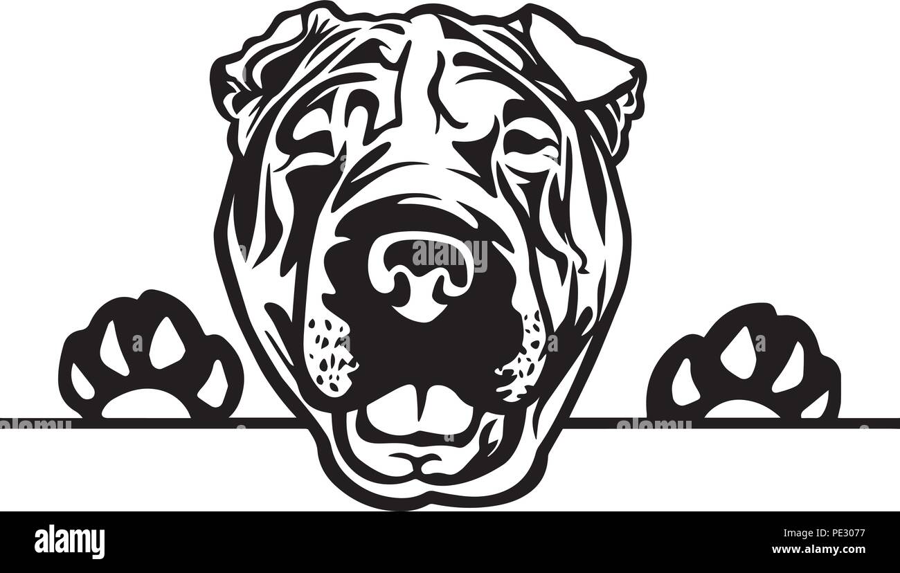 Portrait of shar pei dog Stock Vector Images - Alamy