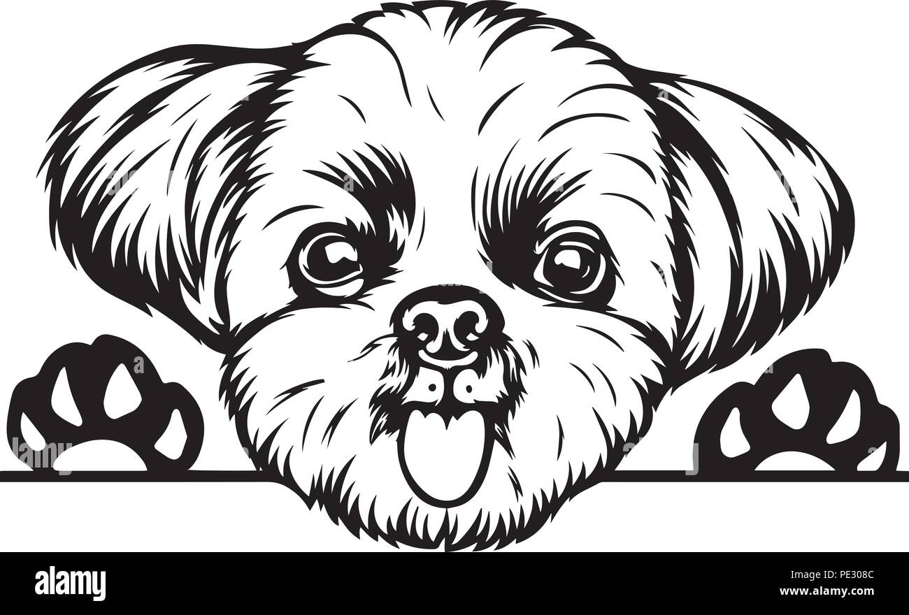 Shih Tzu Dog Breed Pet Puppy Isolated Head Face Stock Vector Image ...