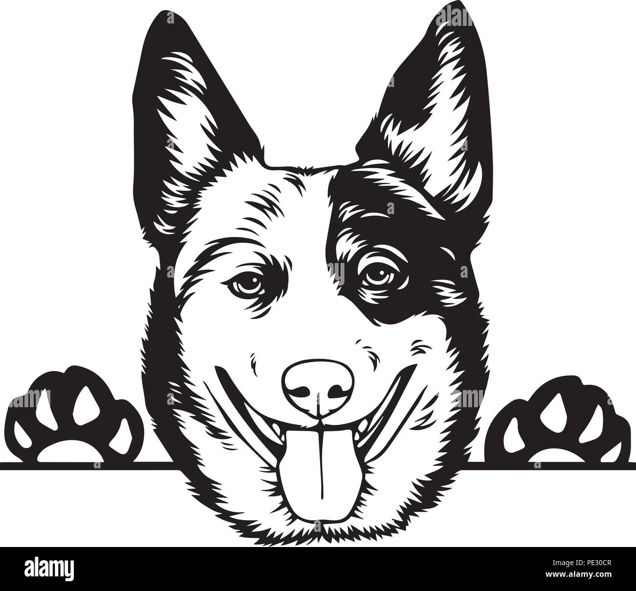 Australian cattle dog Stock Vector Images - Alamy