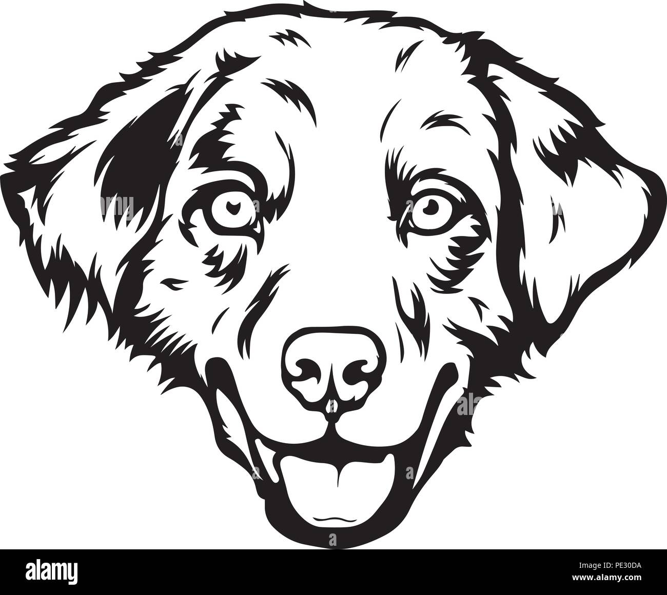 Australian Shepherd Dog Breed Pet Puppy Isolated Head Face Stock Vector ...