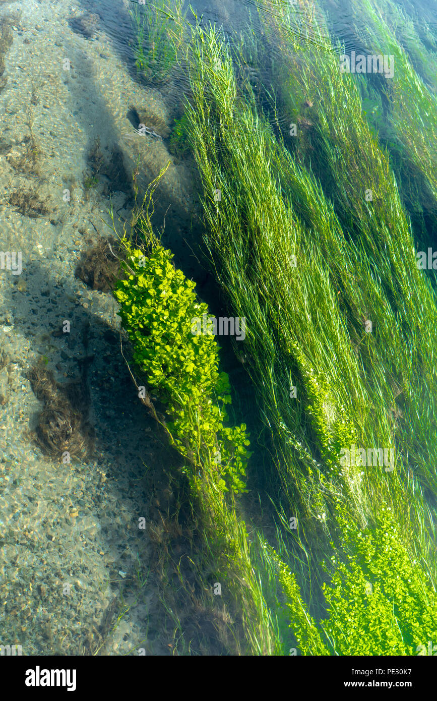 Aquatic vegetation in Blue Springs in New Zealand Waikato clean and ...