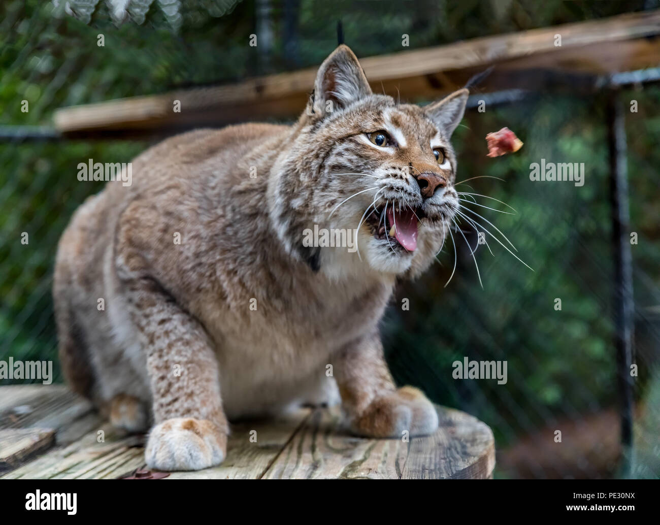 Wild American bobcat trying to catch a piece of raw meat in a cage at a ...