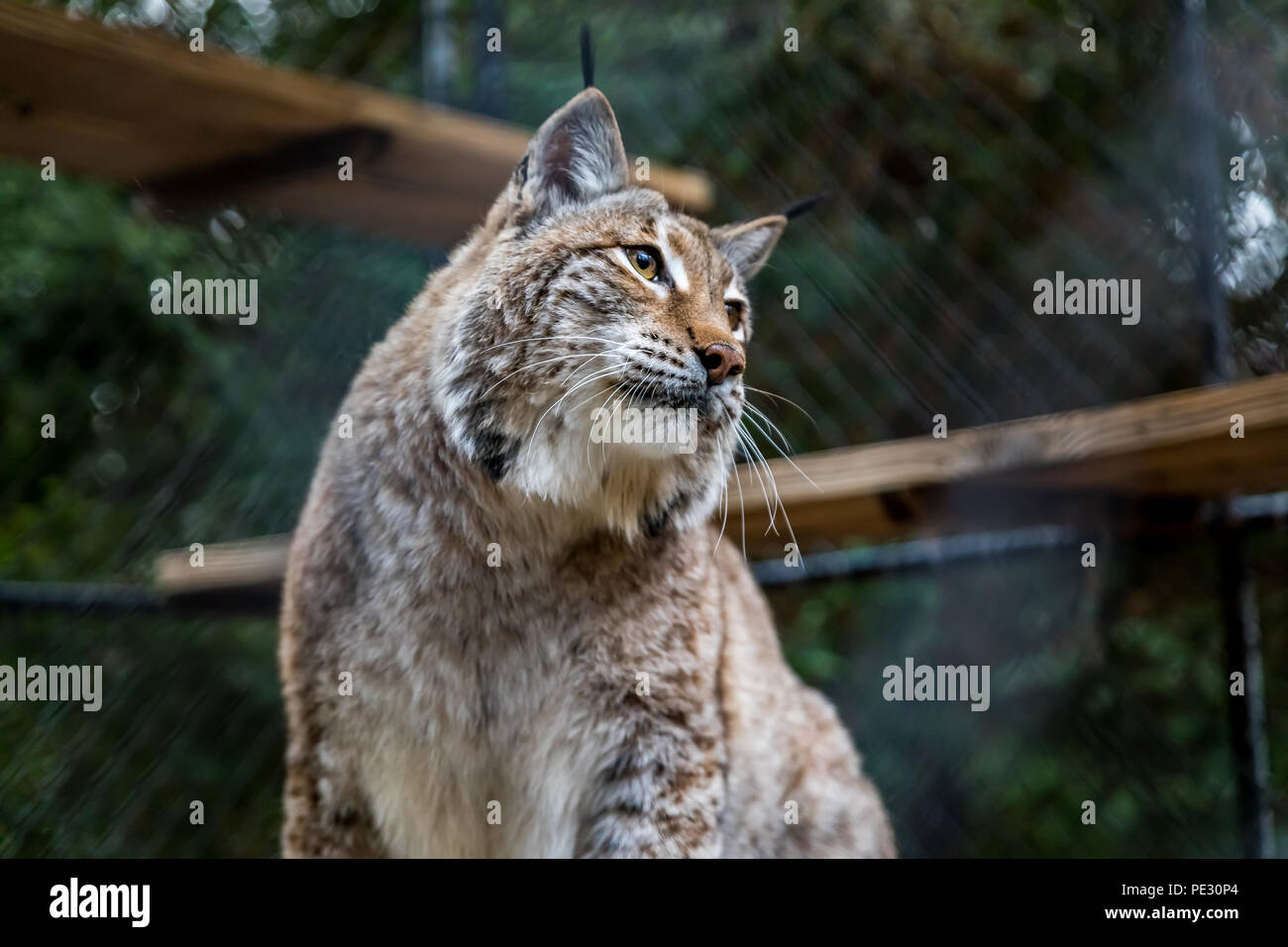 Wild American bobcat observing his surroundings in a cage at a ...