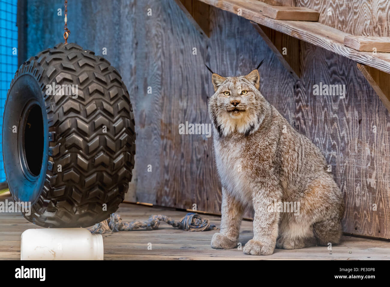 Wild Canadian lynx looking straight into the camera in a cage at a ...
