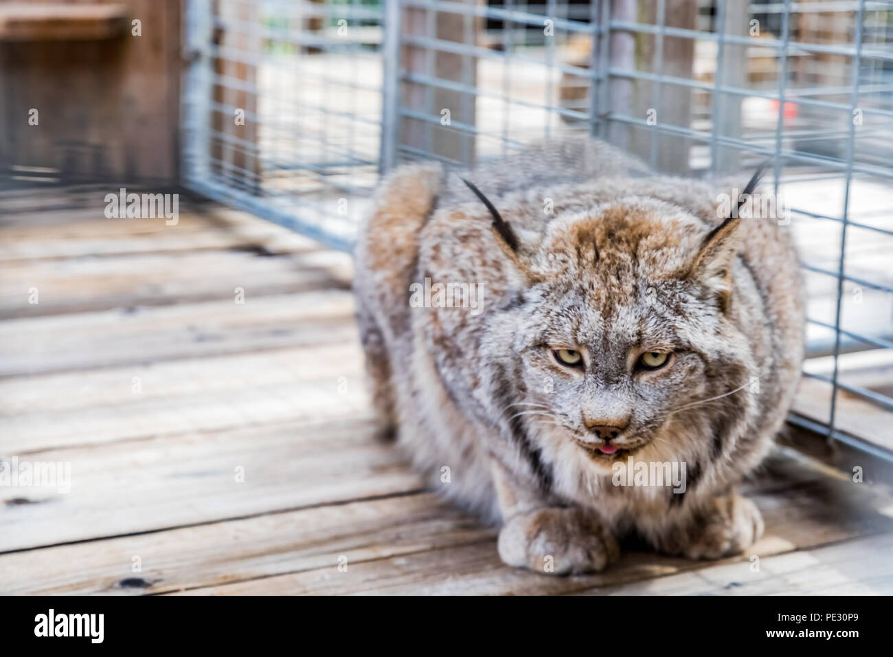 Canadian lynx in the wild hi-res stock photography and images - Alamy