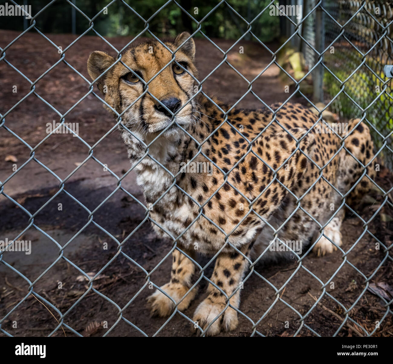 Growling cheetah hi-res stock photography and images - Alamy