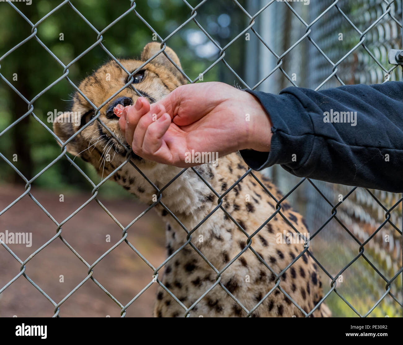 Wild cheetah eating raw meat through the fence from a human's hand at a ...