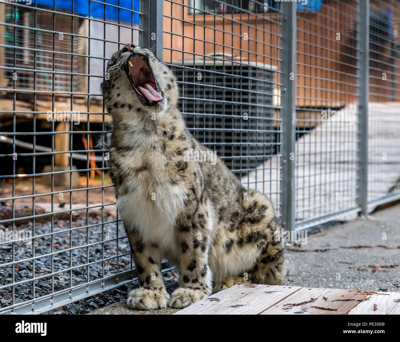 Snow Leopard Teeth
