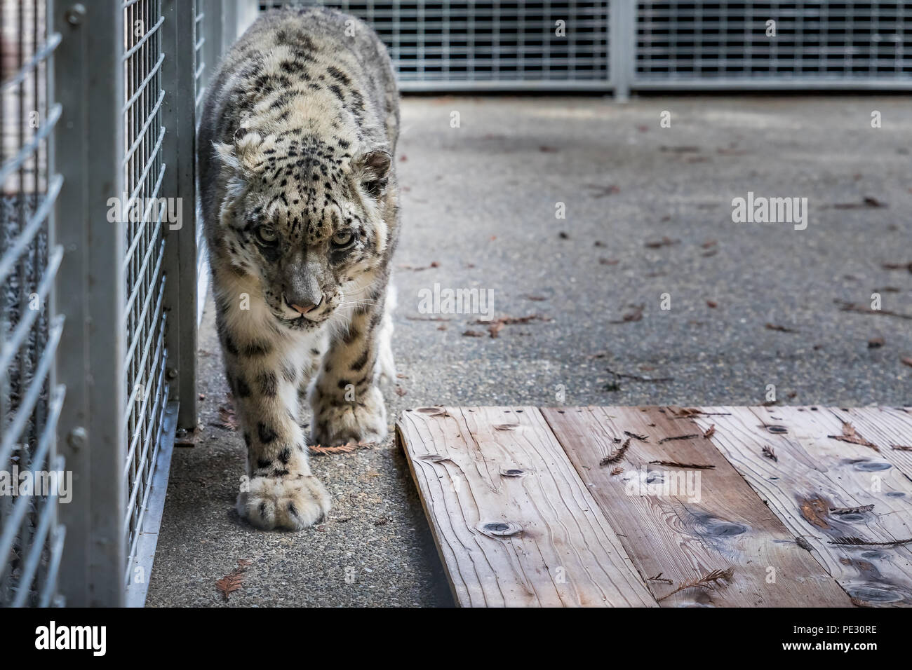 Wild snow leopard, looking straight at the camera and pacing in a cage ...