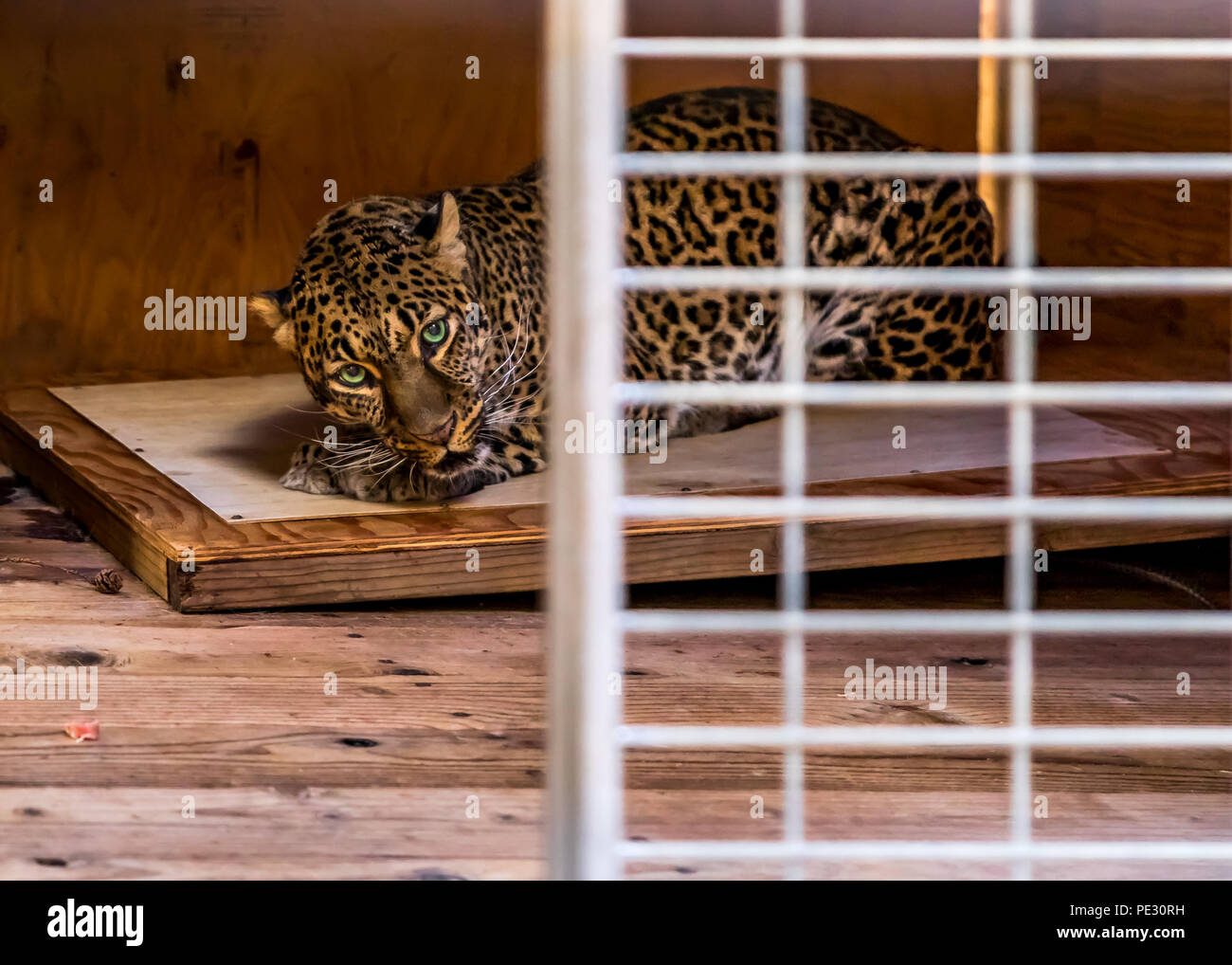 Scared wild leopard, looking straight at the camera and hiding in a ...