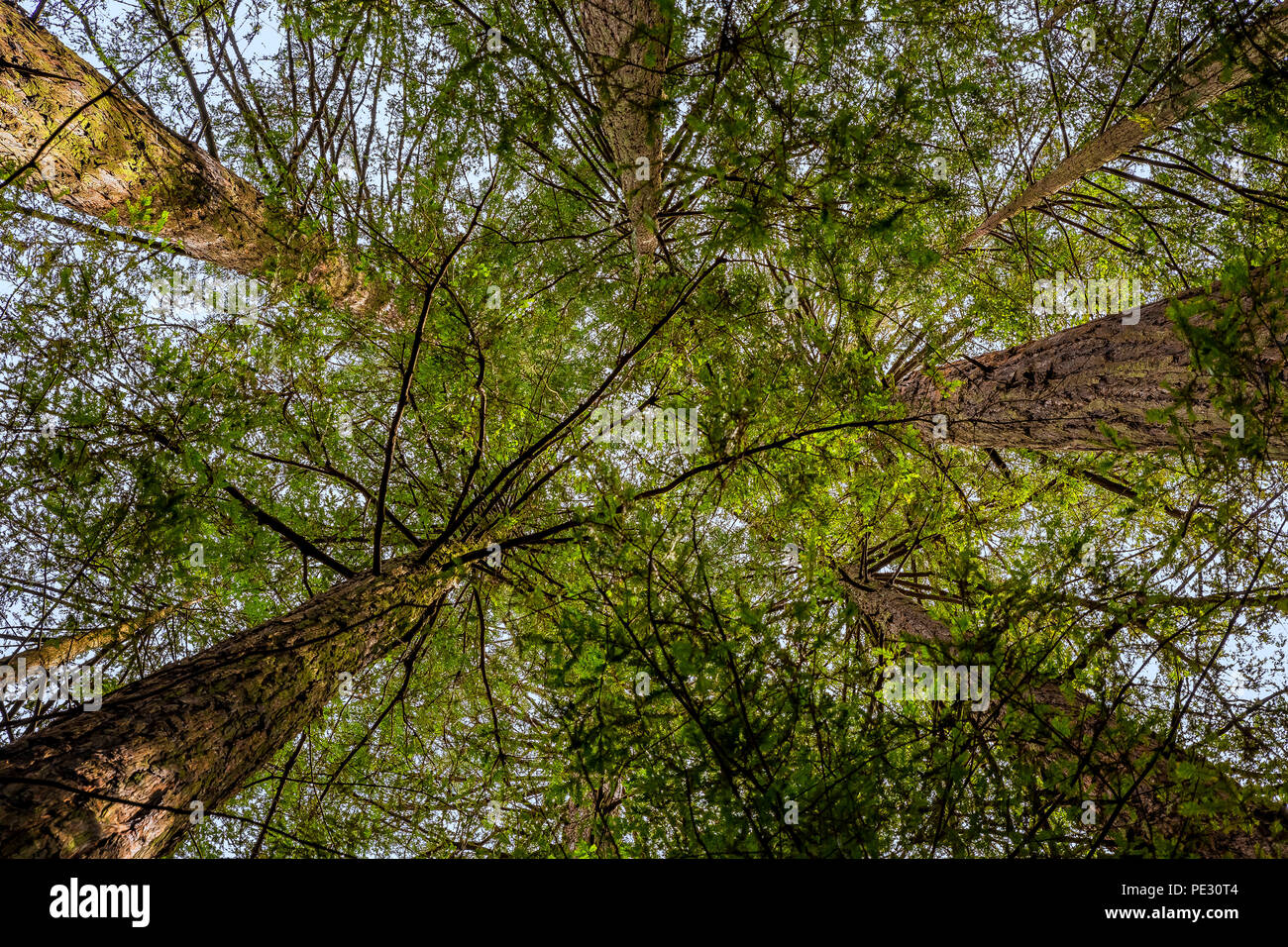 Giant sequoia tree tops against the sky in the Redwoods Forest in ...
