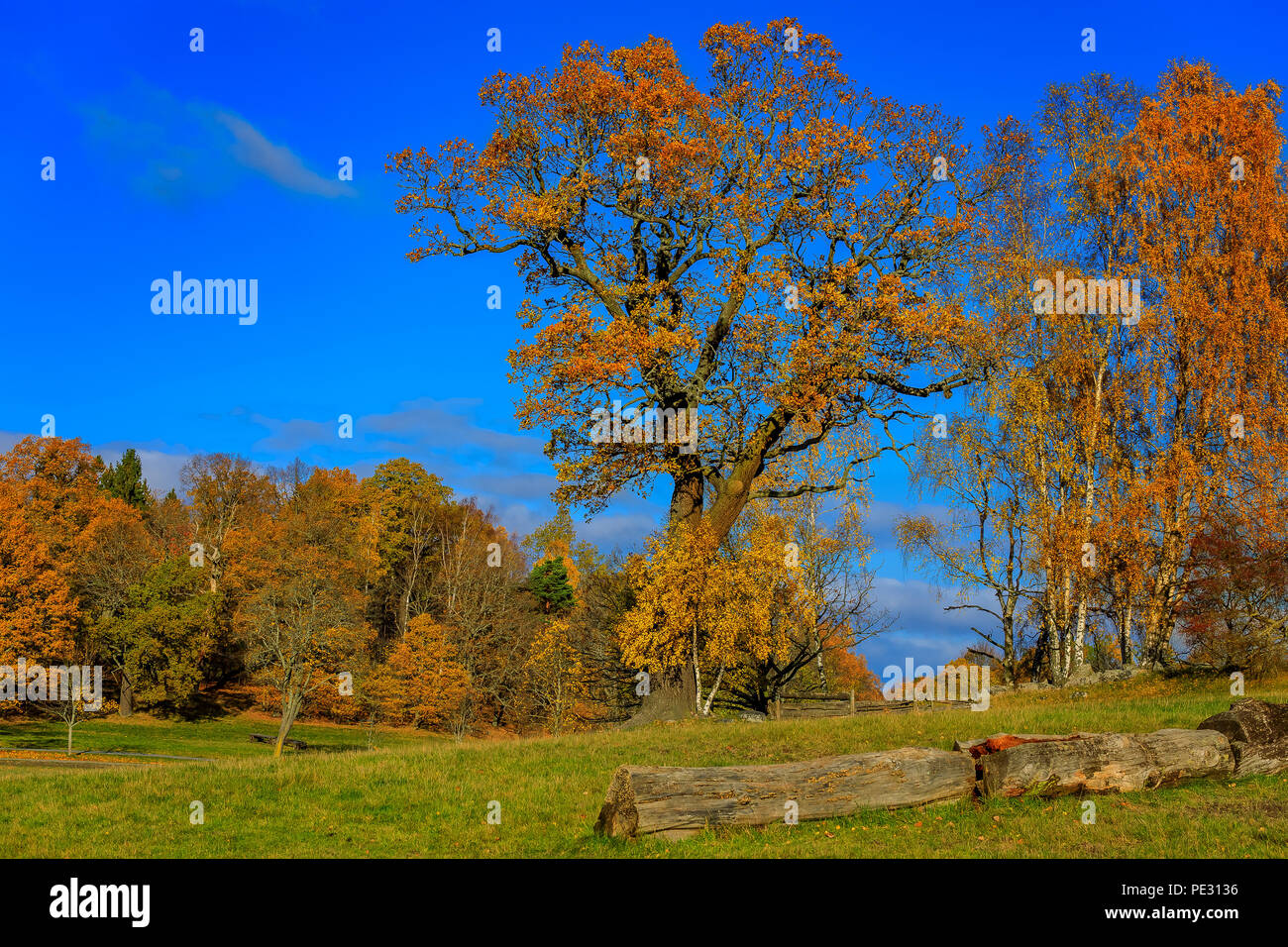 Colorful Swedish rural landscape in the fall, with fields of yellow ...