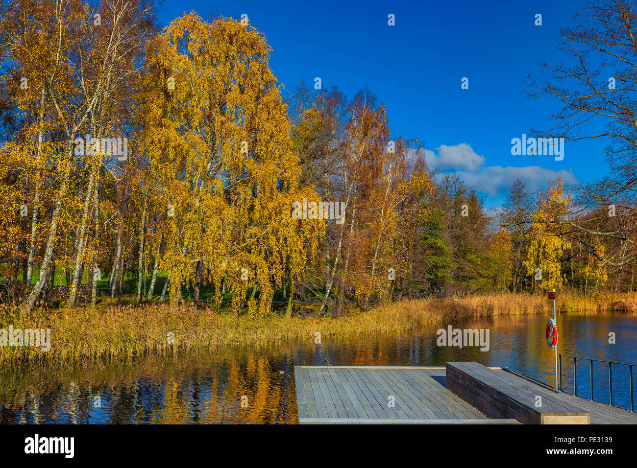 Colorful Swedish rural landscape in the fall, with bright yellow trees ...