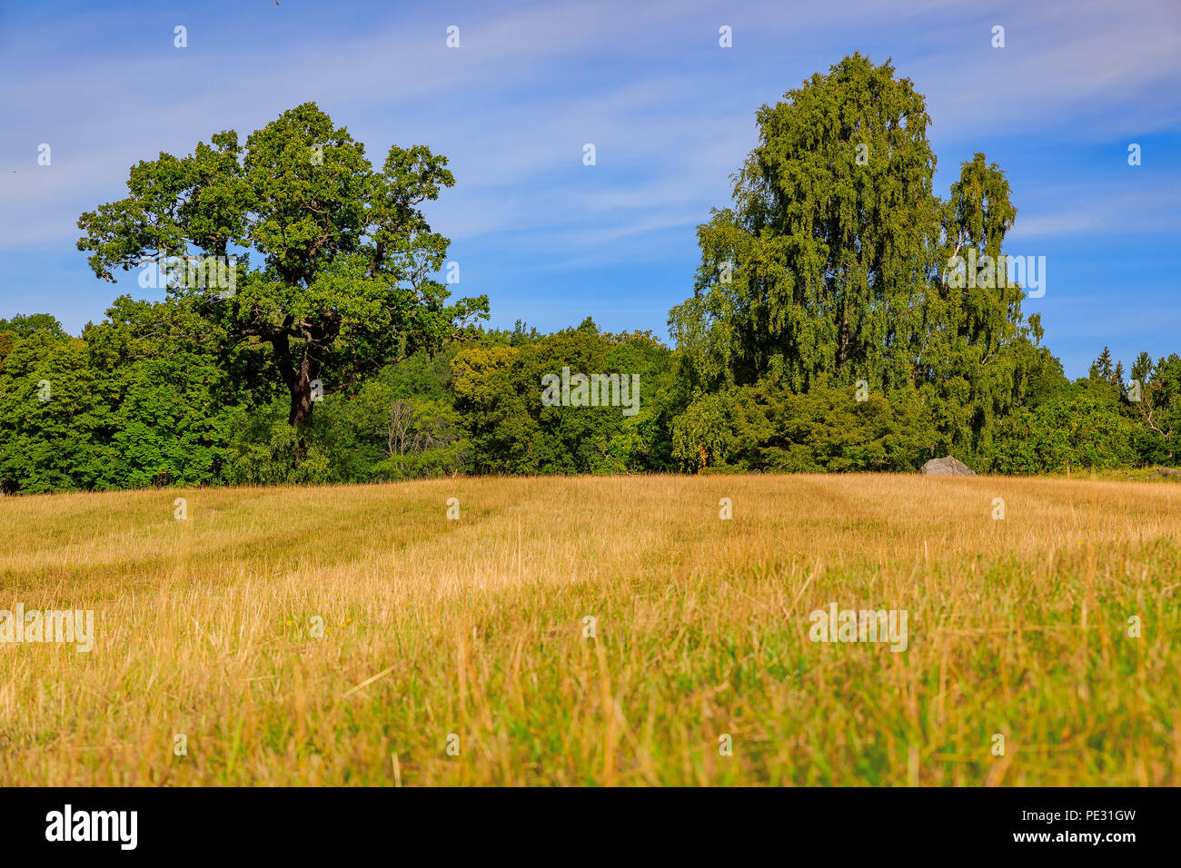 Colorful Swedish rural landscape in the fall, with fields of yellow ...