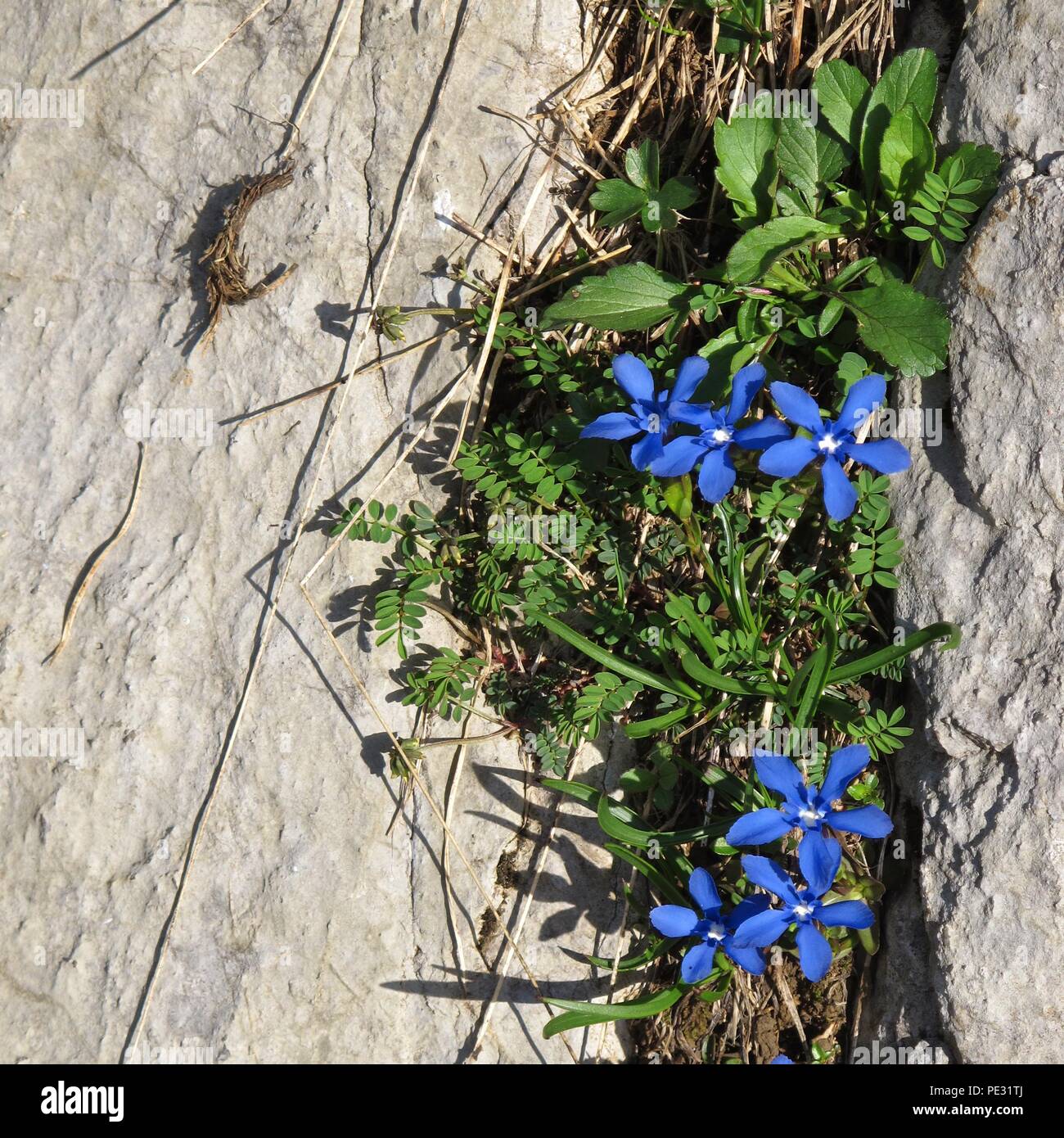 Gentiana verna, gentians growing in the Alps Stock Photo - Alamy