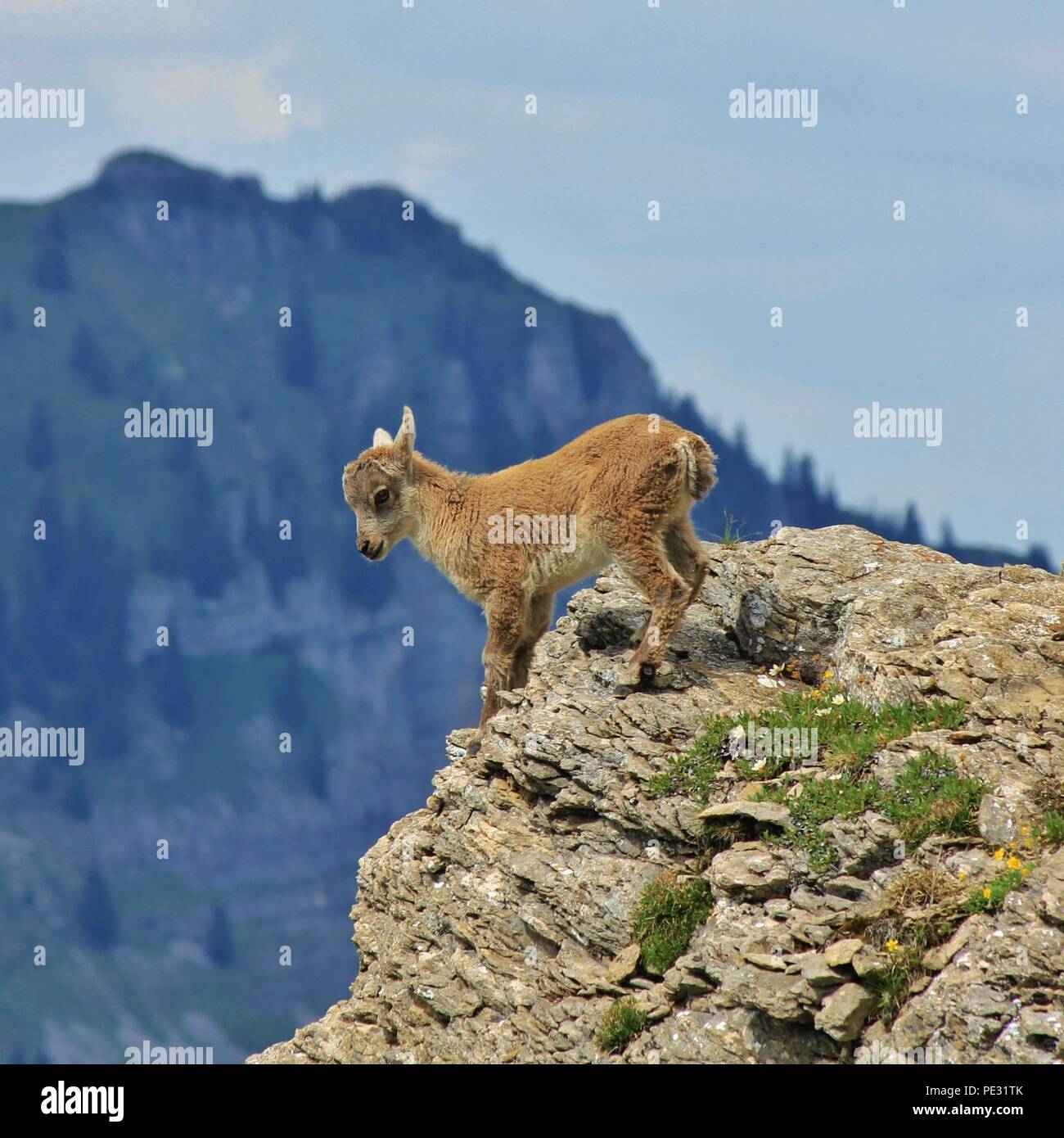 Wild animal living high up in the Alps. Alpine ibex baby photographed ...