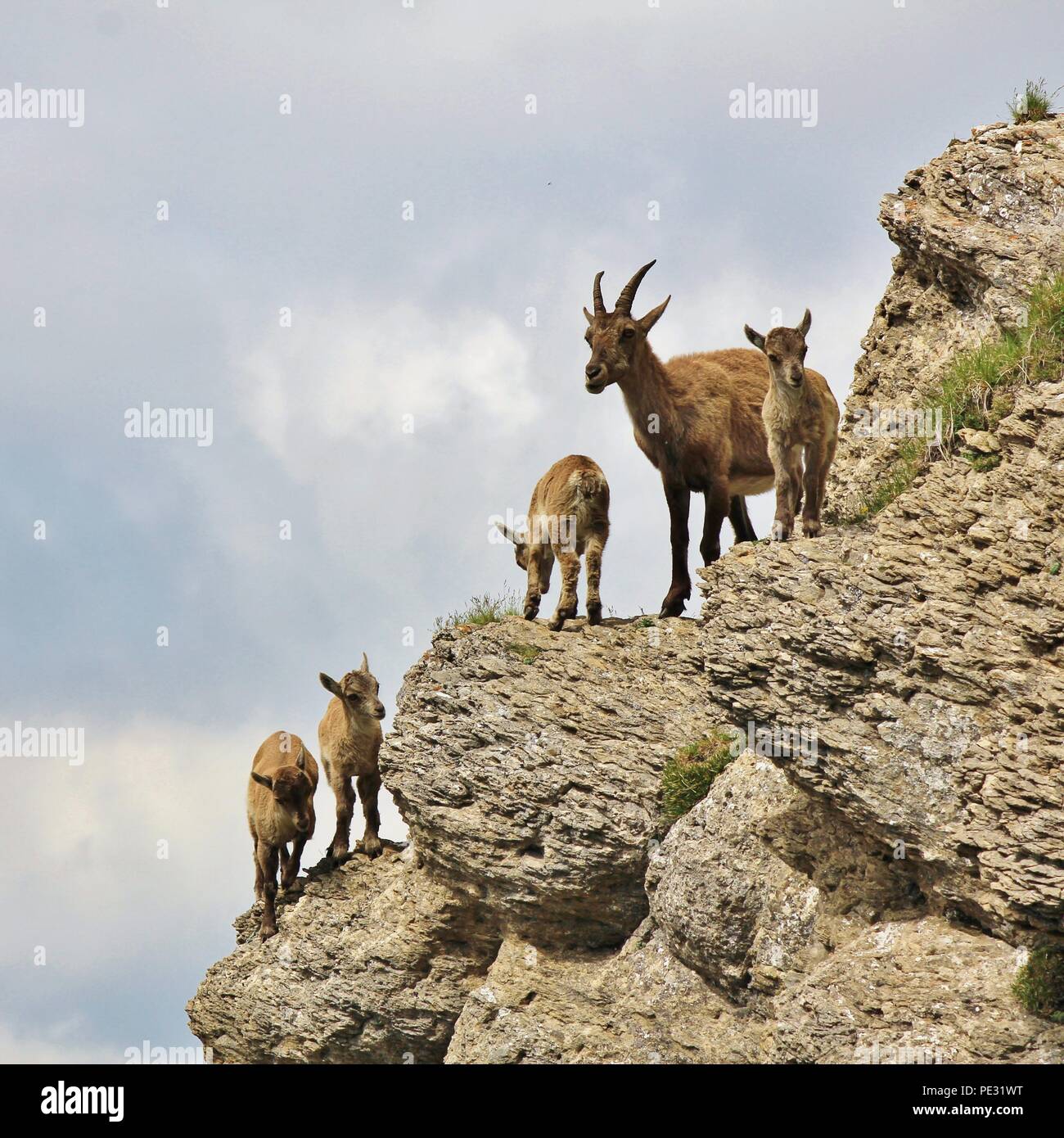 Alpine ibex family photographed on Mount Niederhorn, Switzerland. Rare ...