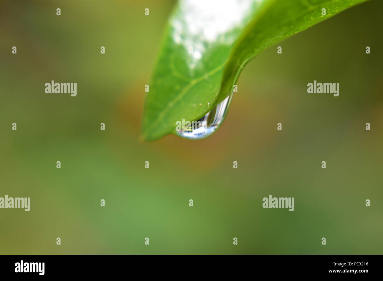 Liquid leaf hi-res stock photography and images - Alamy