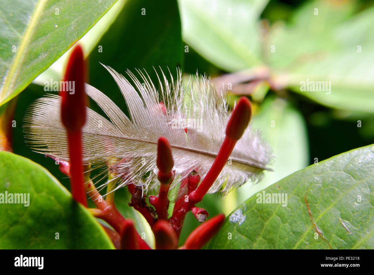 Flora interaction hi-res stock photography and images - Alamy