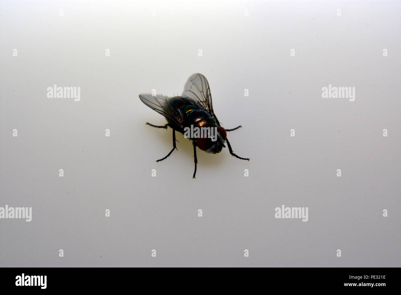 Fly on white background Stock Photo - Alamy