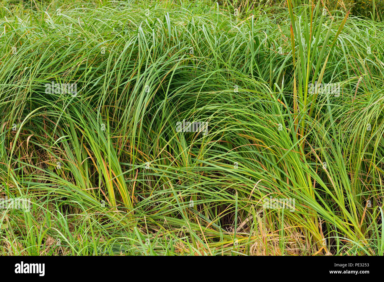 Marsh Grasses High Resolution Stock Photography and Images - Alamy