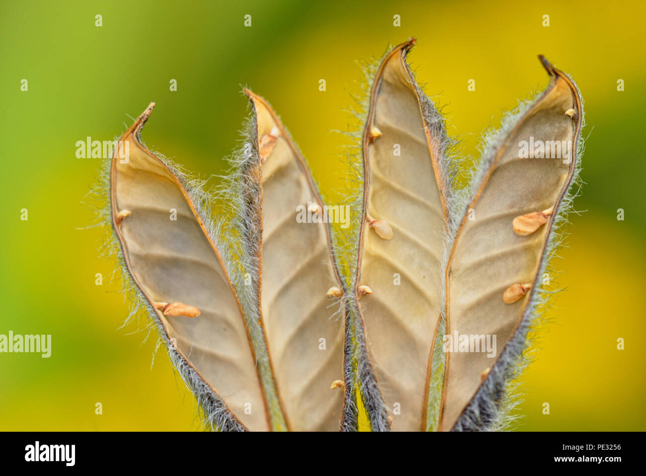 Lupine (Lupinus spp) Empty seed pods, Greater Sudbury, Ontario, Canada ...