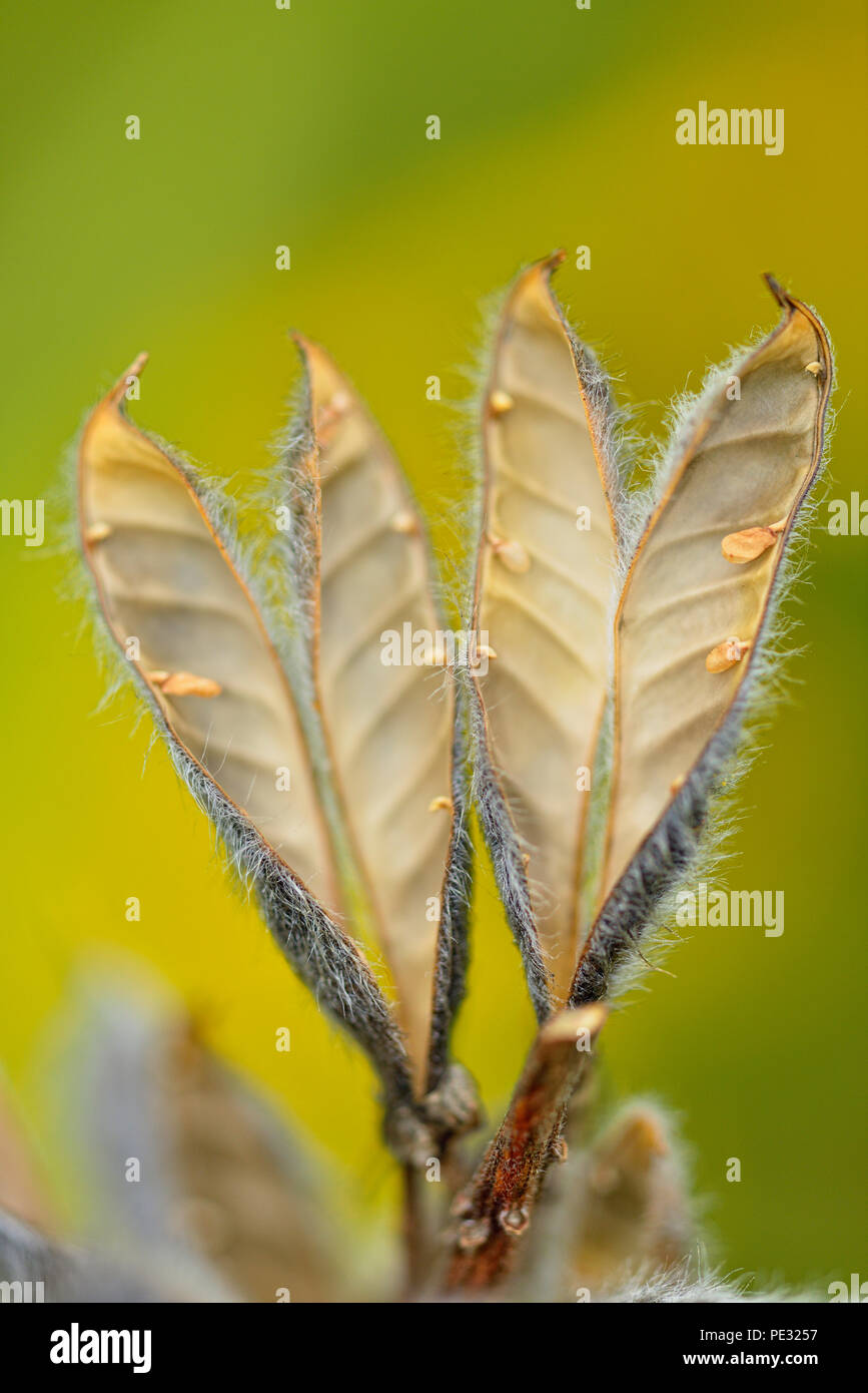Lupine (Lupinus spp) Empty seed pods, Greater Sudbury, Ontario, Canada ...