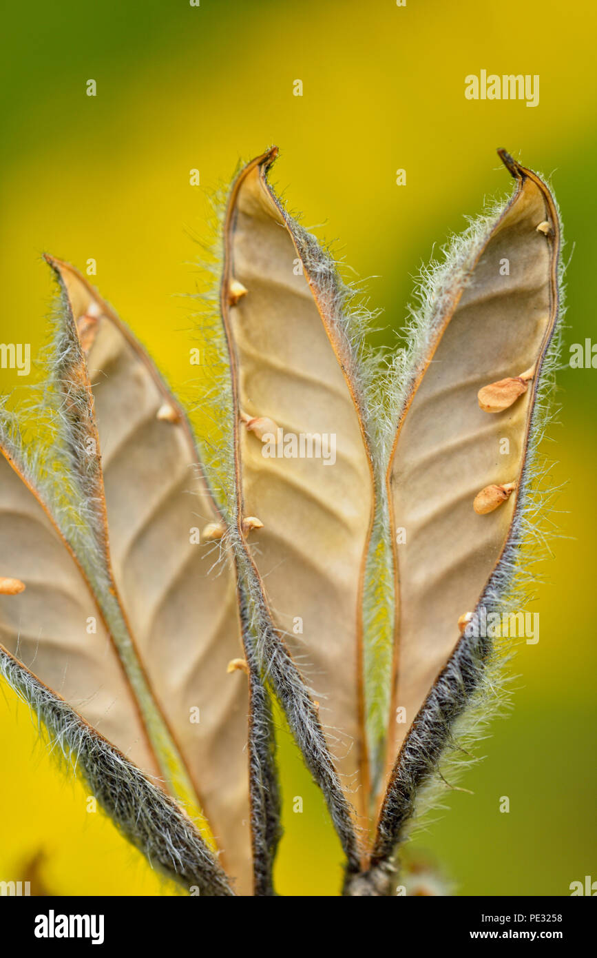 Lupine (Lupinus spp) Empty seed pods, Greater Sudbury, Ontario, Canada ...