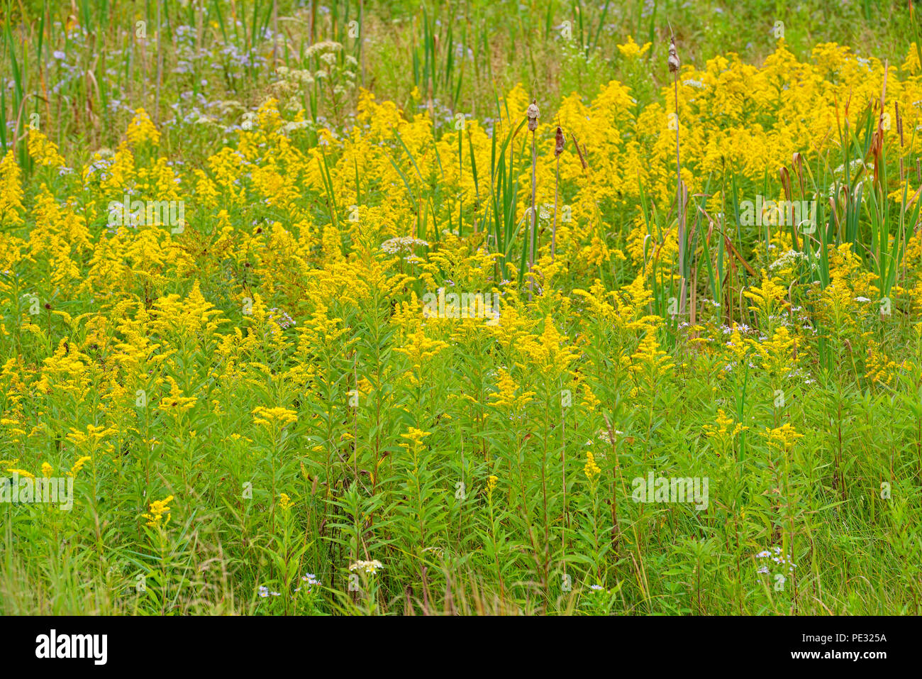 Aster colonies hi-res stock photography and images - Alamy