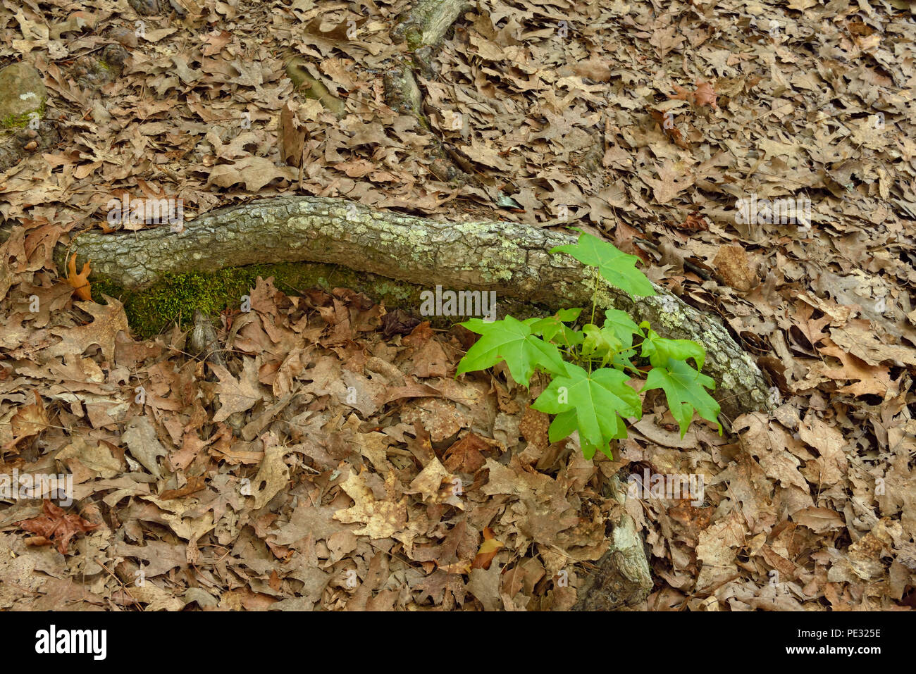 Gum tree seedlings hi-res stock photography and images - Alamy