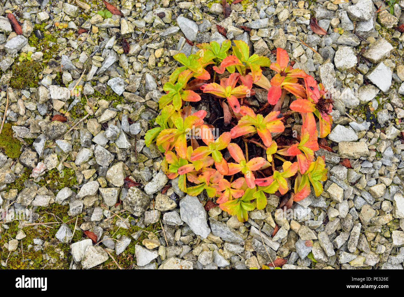 Autumn colour in an alpine scree garden, Greater Sudbury, Ontario ...