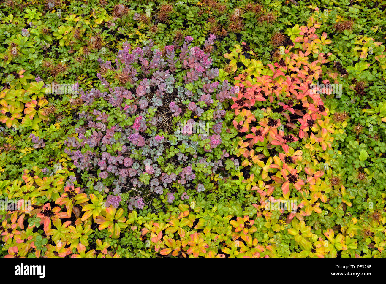 Autumn colour in an alpine scree garden, Greater Sudbury, Ontario ...