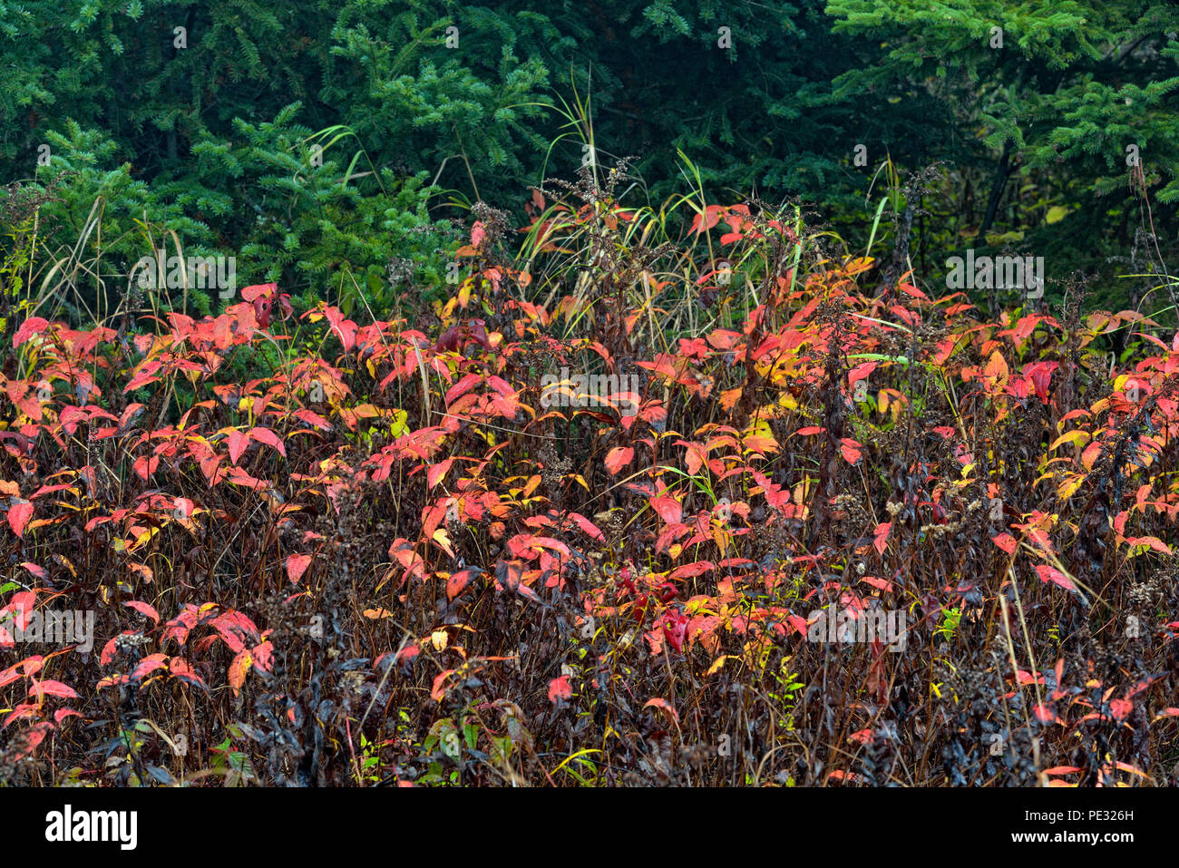 Bush Honeysuckle (Diervilla lonicera) and grasses in late autumn ...