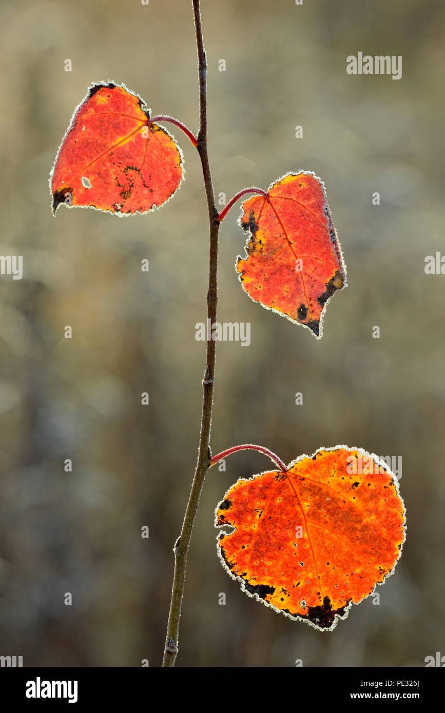 Leaves sapling hi-res stock photography and images - Alamy