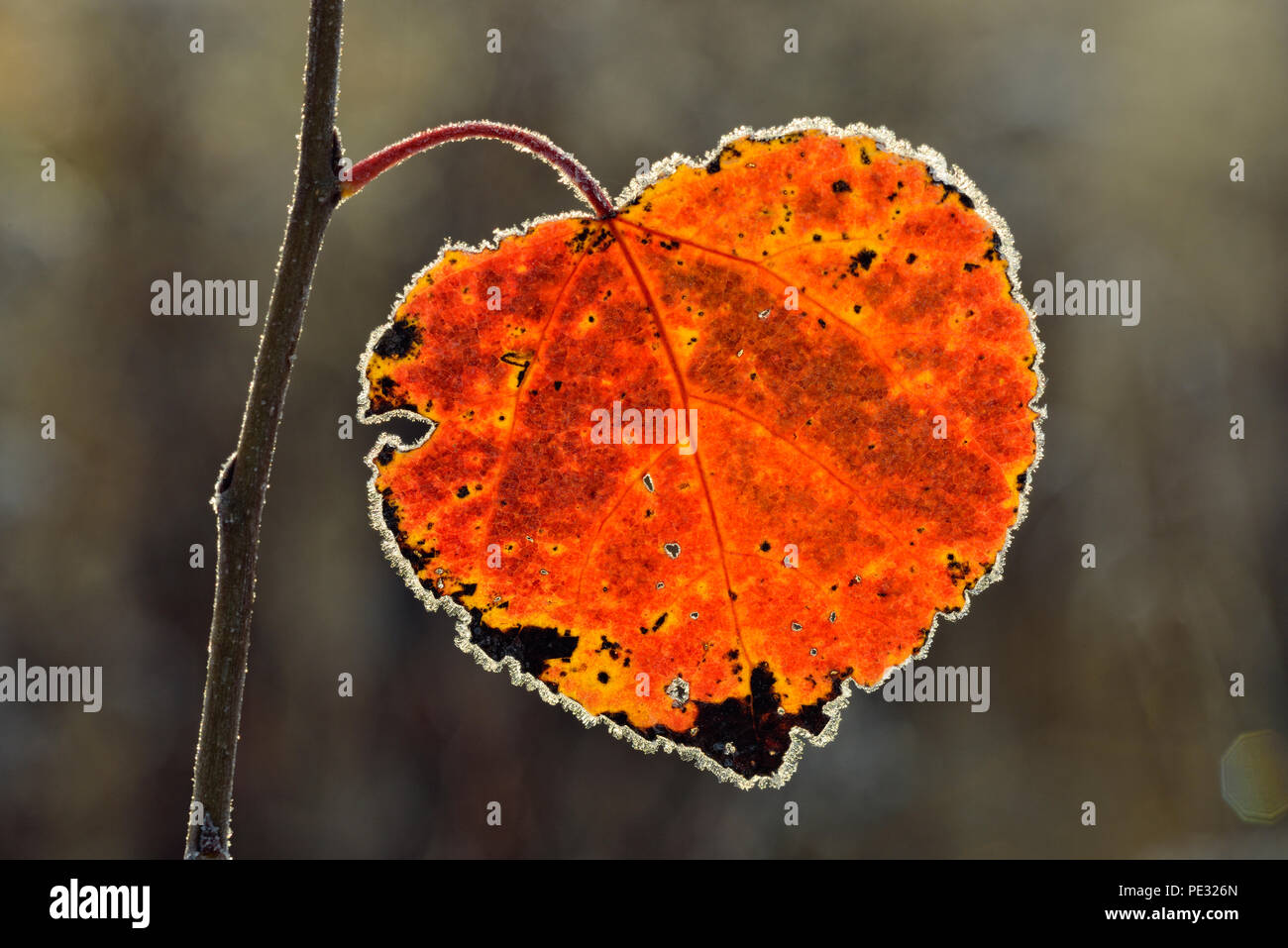Aspen tree sapling hi-res stock photography and images - Alamy