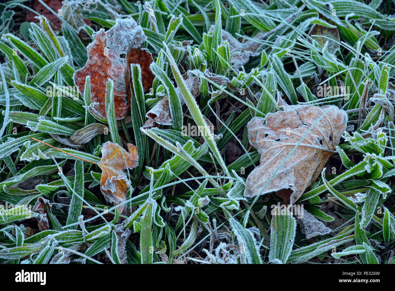 Frosted roadside grasses and leaves, Great Smoky Mountains National ...