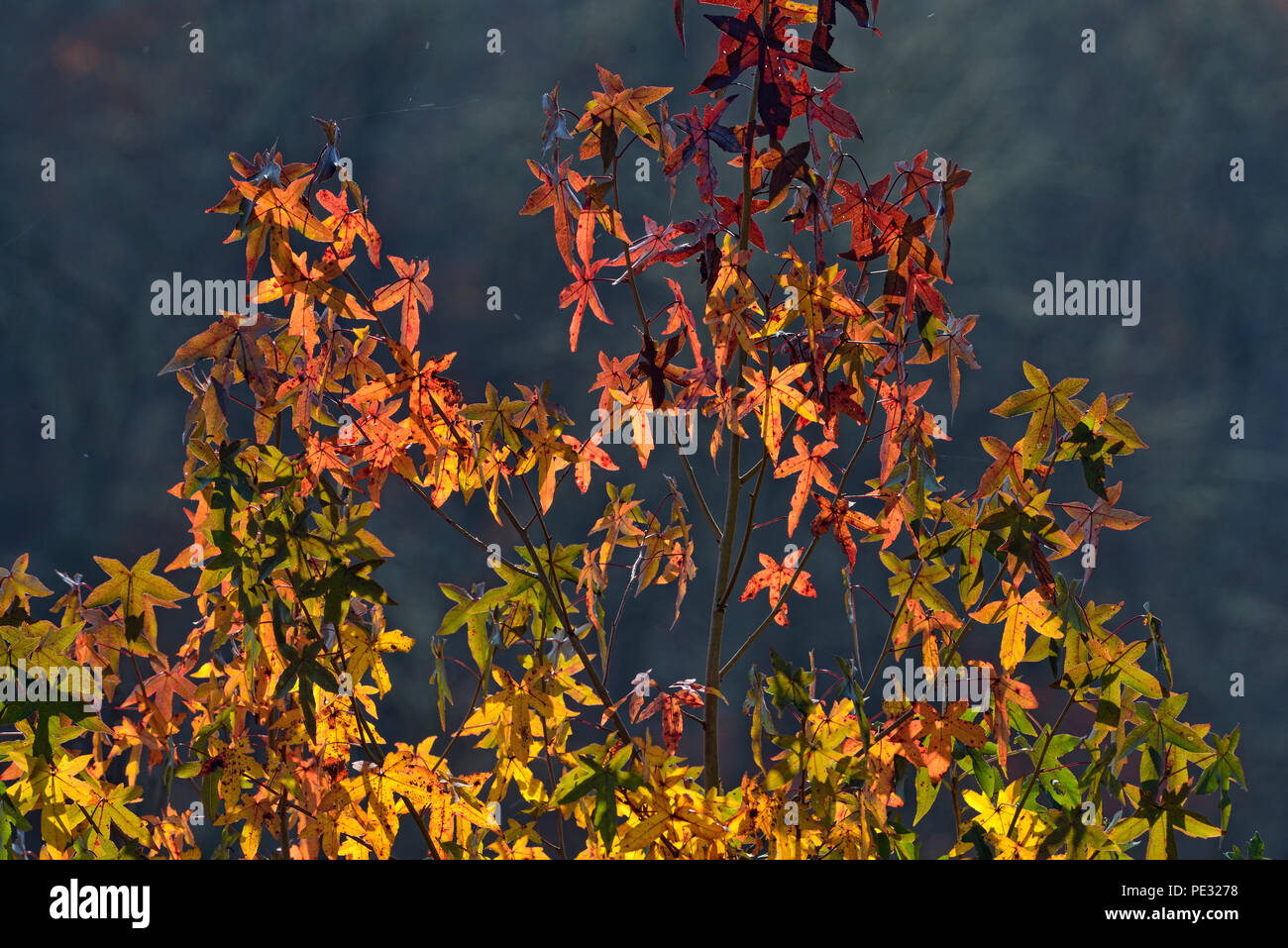 Black gum (Nyssa sylvatica) tree with autumn foliage, Great Smoky ...