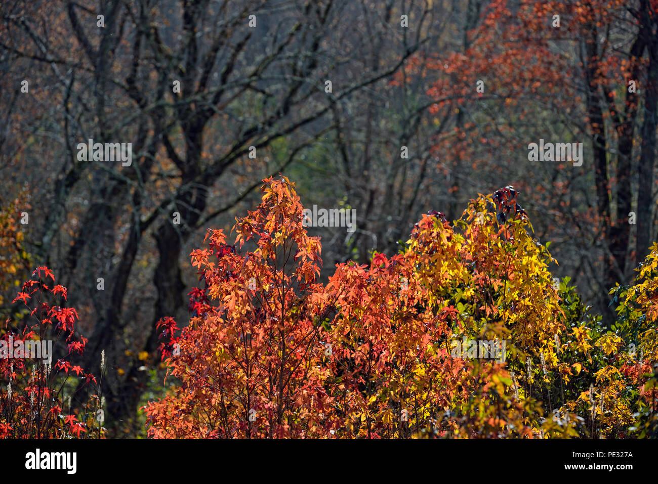 Black gum tree hi-res stock photography and images - Alamy